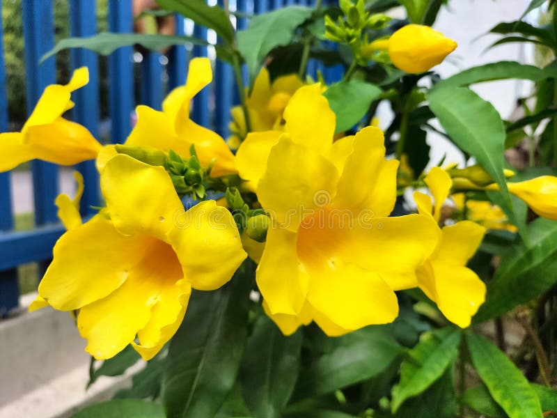 Image of Beautiful Allamanda Flowers Stock Photo - Image of beautiful ...