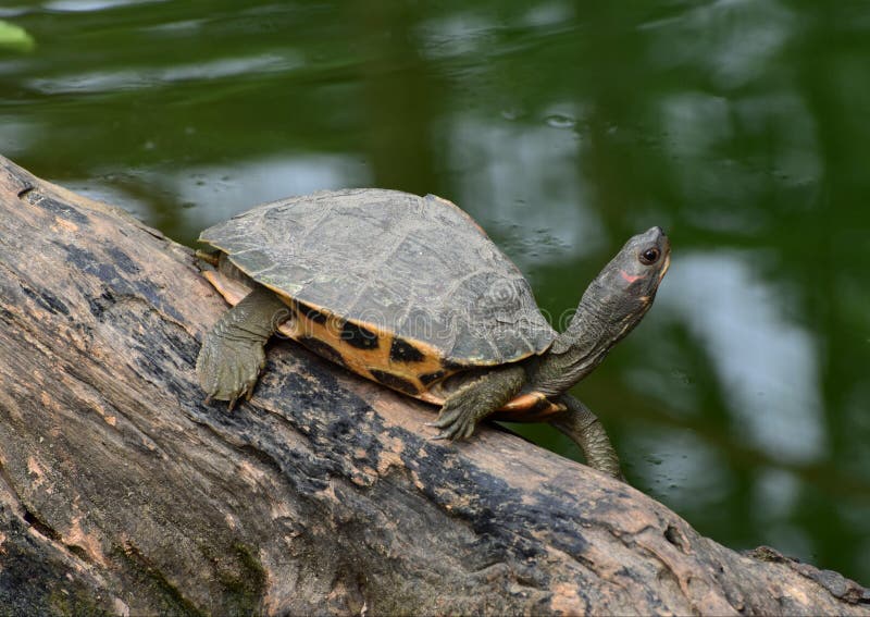 This is an Image of Roofed Turtle or Pangshura Sylhetensis. Stock Image ...