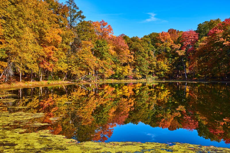 Beautiful Blue Pond with Algae Reflecting Fall Colors of Forest Around ...