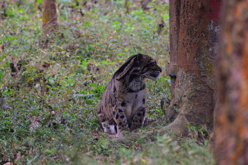 This is an Image Beautiful Clouded Leopard Stock Photo - Image of ...