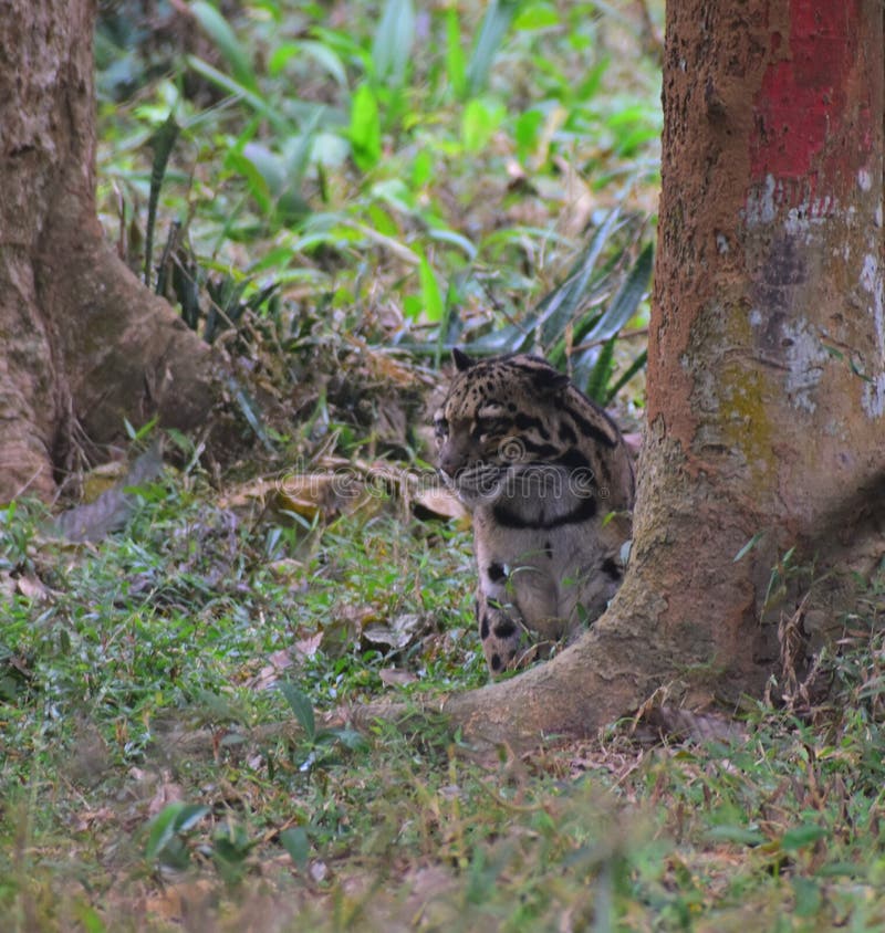 This is an Image of Beautiful Clouded Leopard Leopards Stock Image ...