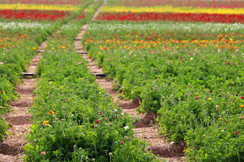 Image of Beautiful Colorful Spring Flowers. Stock Image - Image of leaf ...