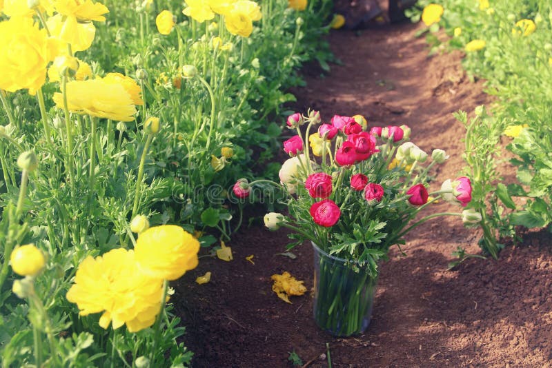 Image of Beautiful Colorful Spring Flowers. Stock Image - Image of ...