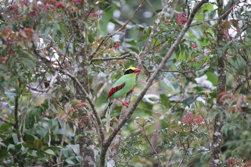 An Image Beautiful Common Green Magpie Stock Photo - Image of plant ...