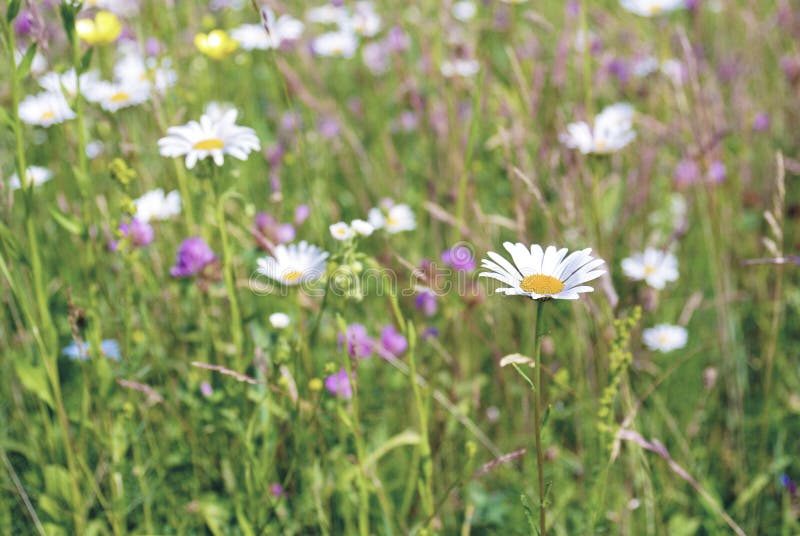 An Image of a Beautiful Daisy Flowers Stock Image - Image of detail ...