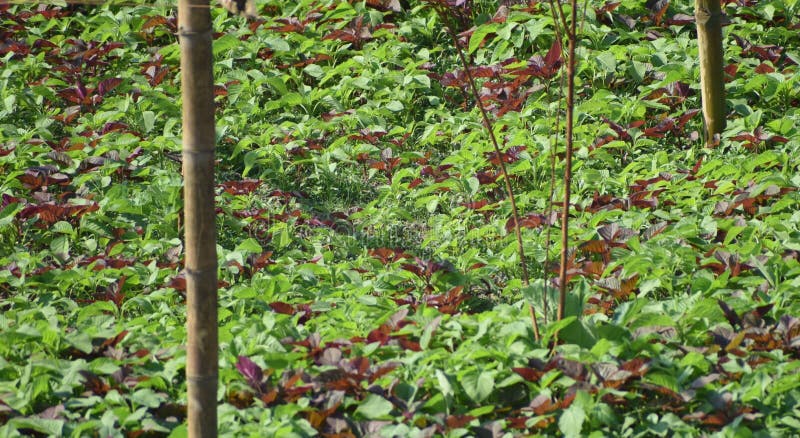 This is an Image of Beautiful Data Shak Farming in India . Stock Image ...