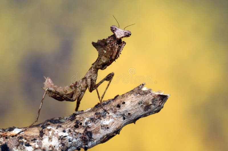Image of a Beautiful Dead Leaf Mantis Stock Photo - Image of creature ...