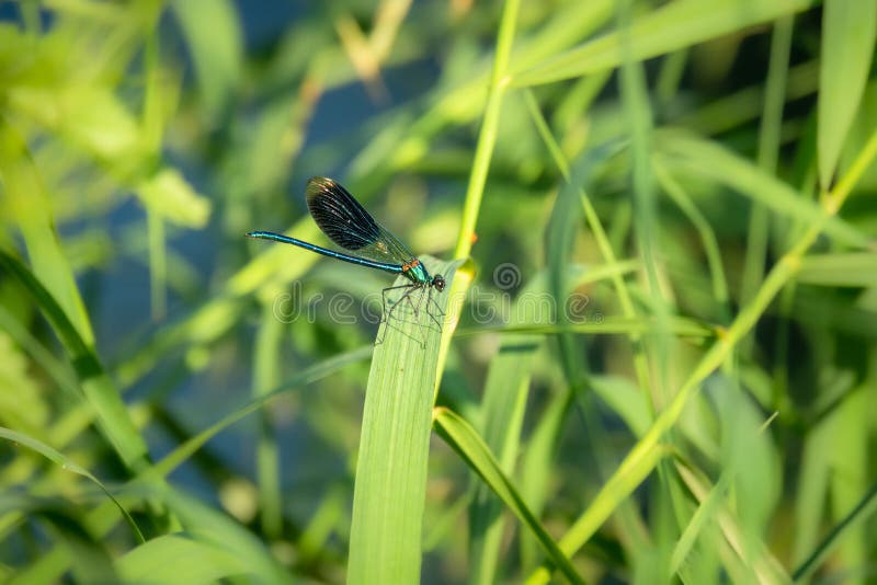 Beautiful dragonfly insect stock photo. Image of looking - 152129124