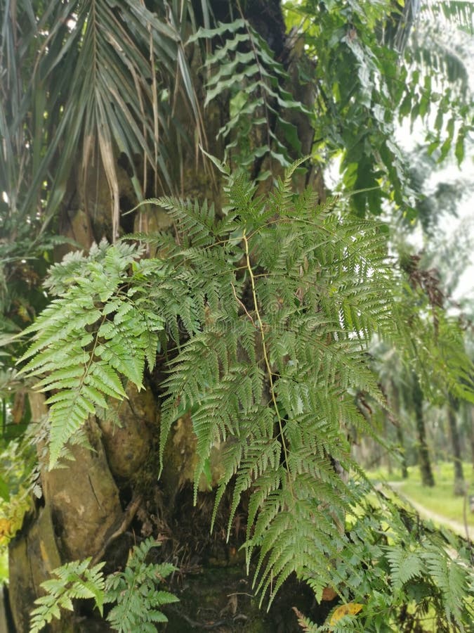 Beautiful Epiphytic Overgrown Fernleaf that Grow on Trunk. Stock Photo ...