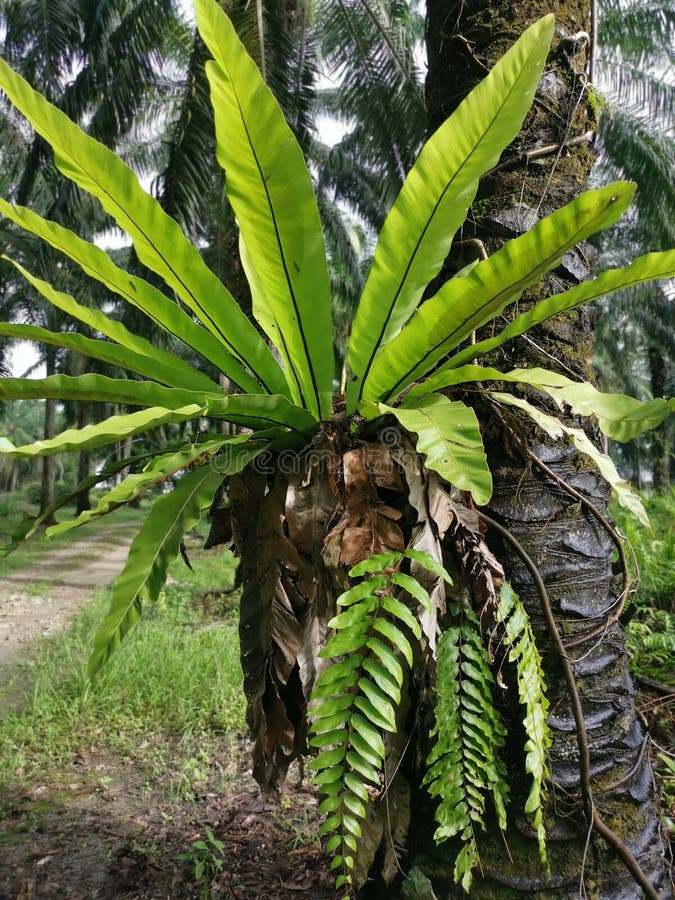 Beautiful Epiphytic Overgrown Fernleaf that Grow on Trunk. Stock Photo ...