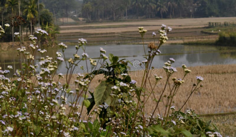 This is an Image of Beautiful Farm Land in India . Stock Photo - Image ...