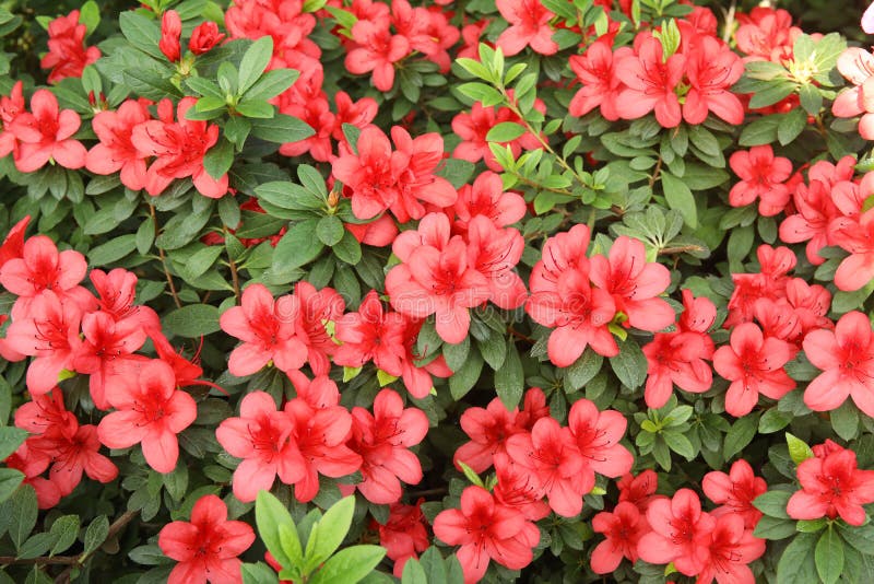 Image of Beautiful Floral Wall Background with Amazing Spring Flowers ...