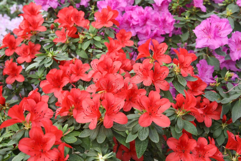 Image of Beautiful Floral Wall Background with Amazing Spring Flowers ...