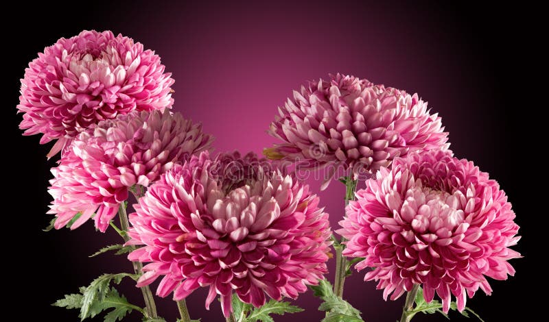 Image of Beautiful Flower Aster Close-up. Stock Photo - Image of ecology, leaf: 94067888