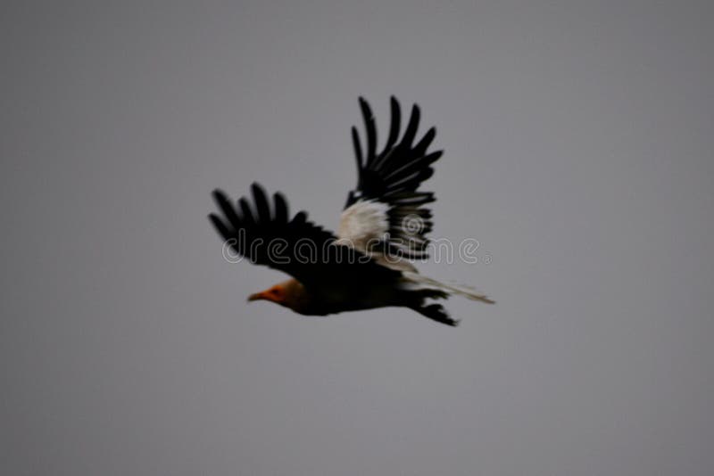 Flying Egyptian Goose stock image. Image of gander, soar - 118397743