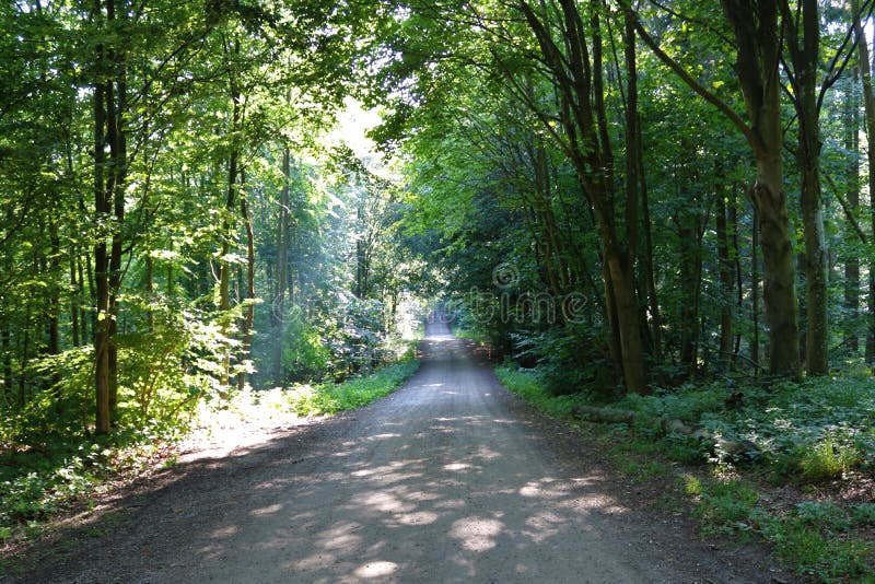 Image of Beautiful Forest Road. Stock Photo - Image of scandinavian ...