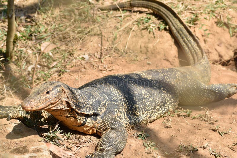 This Is An Image Of Beautiful Tea Garden In India . Stock Photo - Image ...