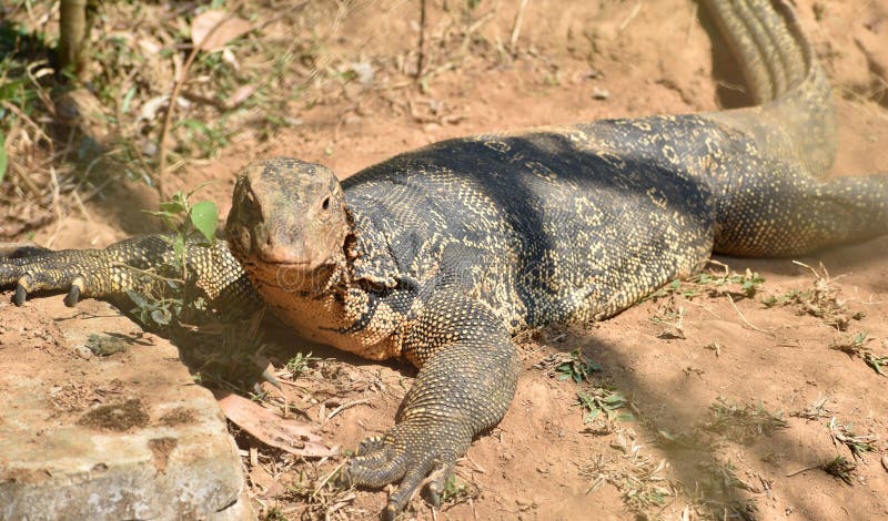 Lizard on camera stock photo. Image of crawling, shoot - 4133956
