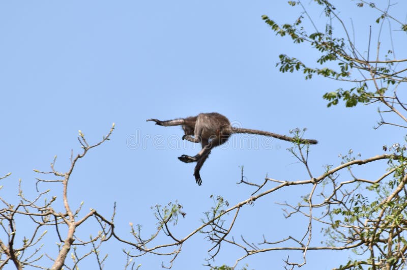 This is an Image of Beautiful Indian Spectacledmonkey Jumping from One ...