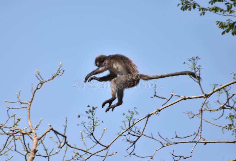 This is an Image of Beautiful Indian Spectacledmonkey Jumping from One ...