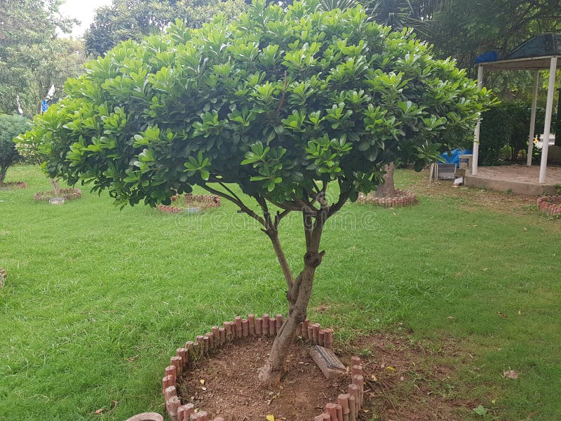 An Image of Beautiful Landscape Tree Cutting Shape Stock Image - Image ...