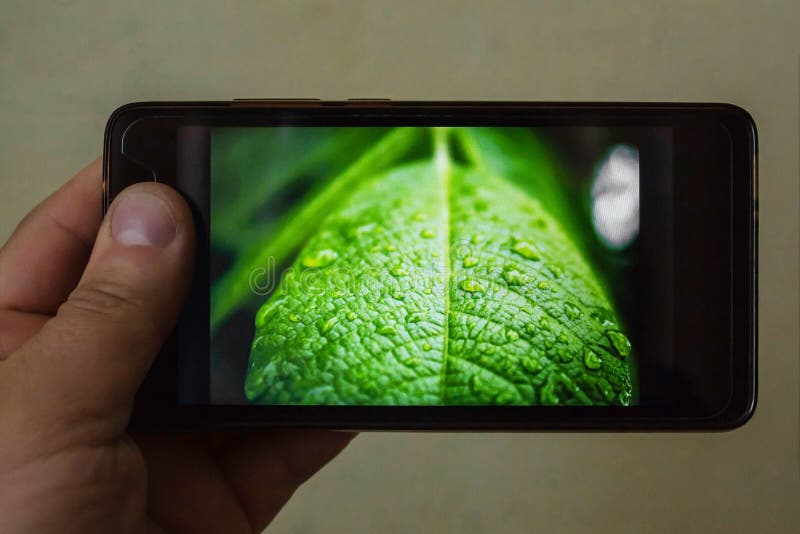 Image of Beautiful Leaf in Phone Display. Phone in Hands Stock Photo ...