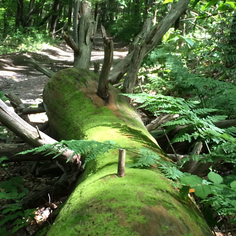 Mossy Log Fallen Over a Hike Trail Stock Photo - Image of trail ...