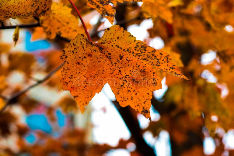 Close Up of a Beautiful Fall Leaf Stock Photo - Image of fall, blurry ...