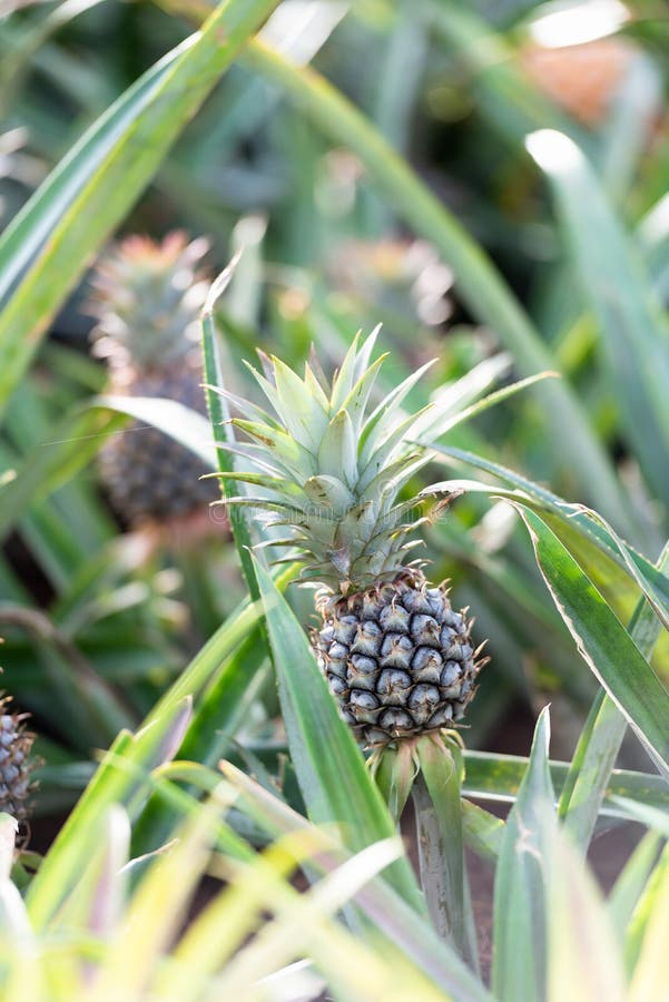 Beautiful Pineapple in the Farm Stock Image - Image of exotic, fresh ...