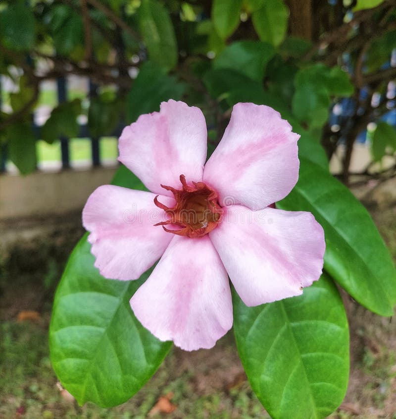 Image of Beautiful Pink Flower with Great Aroma, Known As Climbing ...