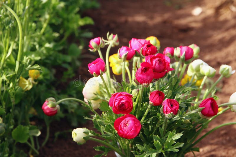 Image of Beautiful Pink Spring Flowers. Stock Photo - Image of garden ...