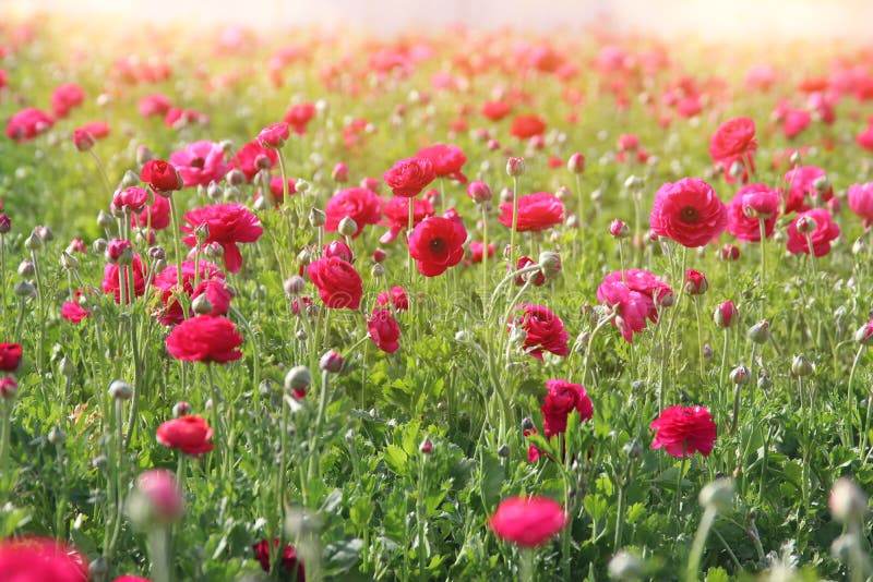 Image of Beautiful Pink Spring Flowers. Stock Photo - Image of macro ...