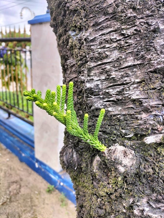 Image of Beautiful Plant with Unique Leaf Grow at Front Garden Stock ...