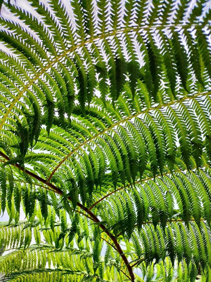 Image of Beautiful Plant with Unique Leaf Pattern Stock Photo - Image ...