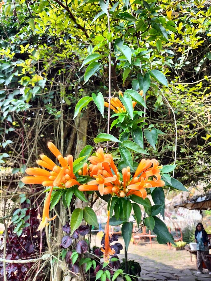 Unique Orange Fruit that Smiles Stock Photo - Image of attractive ...