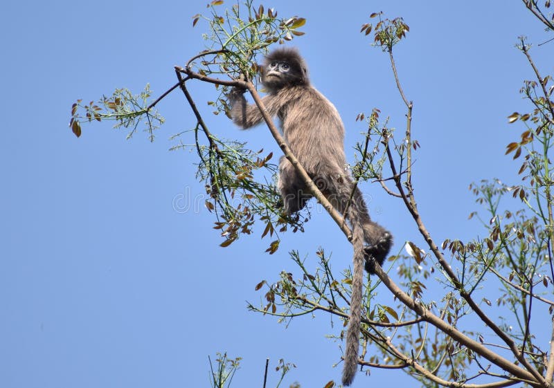 This is an Image of Beautiful Spectacled Monkey on the Top of the Tree ...