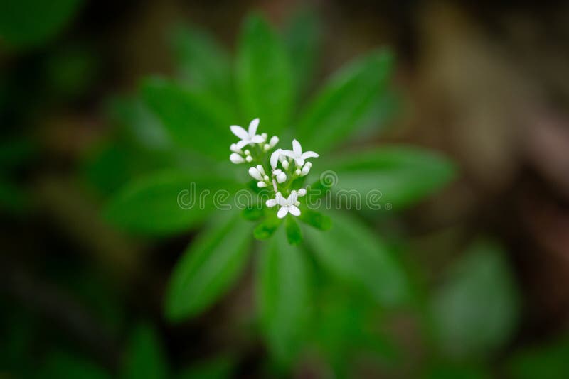 Beautiful Spring White Flower Seen from Above. Stock Image - Image of ...