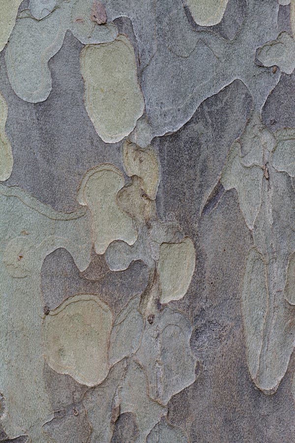 Beautiful Texture of Old London Plane Tree Stock Photo - Image of ...