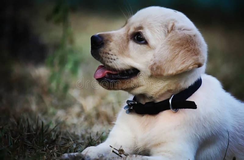Beautiful White Dog stock photo. Image of labrador, canine - 154286278