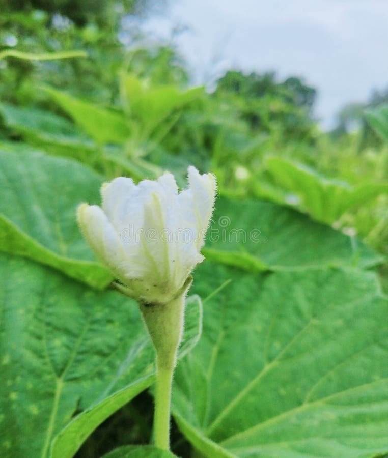 Image of a Budding Narcissus Stock Photo - Image of flora, closeup ...