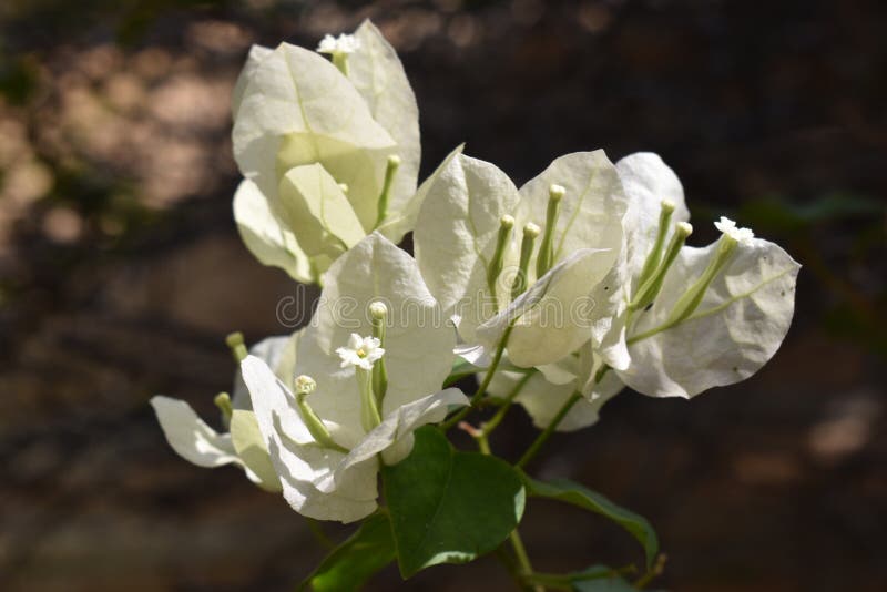 This is an Image of Beautiful White Kagaz Flowers Plants Stock Image ...