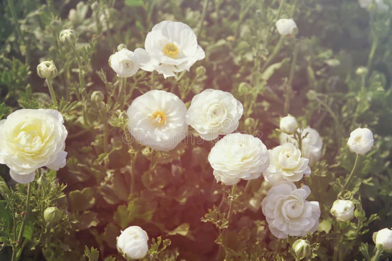 Image of Beautiful White Spring Flowers Stock Image - Image of color ...