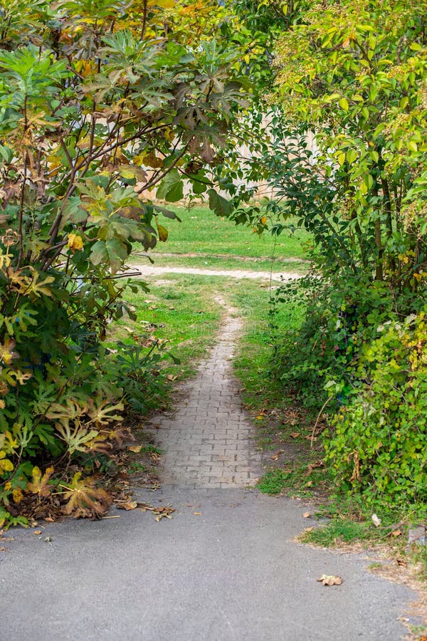 Secluded Cobblestone Pathway Amidst Greenery Stock Image - Image of ...