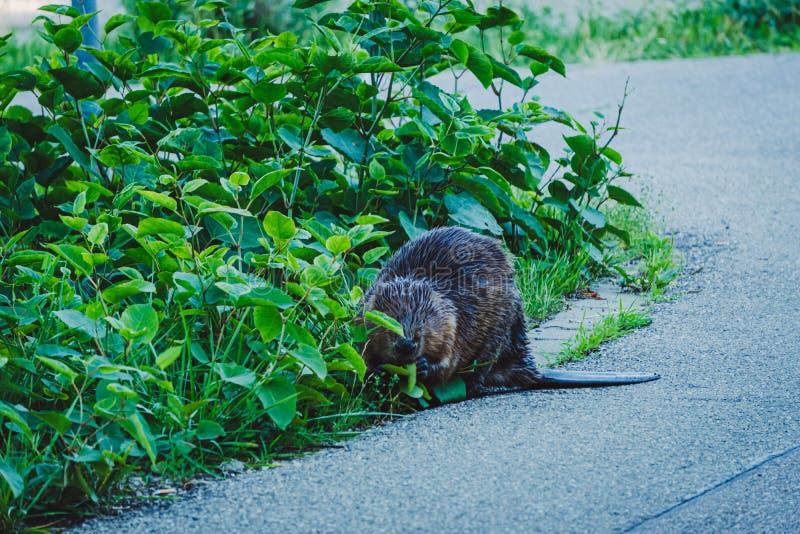 Image of Beaver on the Side of a Read Eating the Bush Stock Image ...