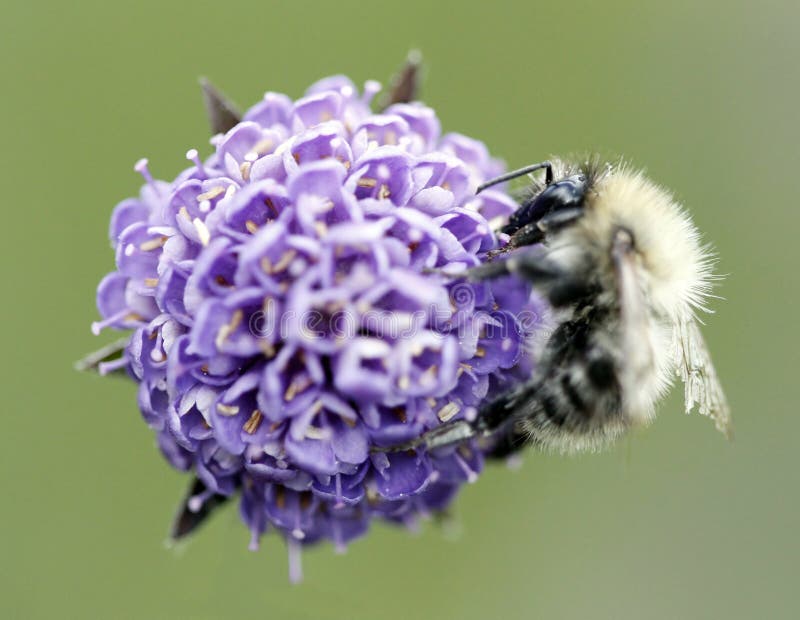 Extreme Close Up of a Bee on a Purple Flower Stock Image - Image of ...
