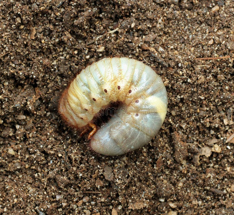Image of beetle larvae stock image. Image of garden, patch - 51189599