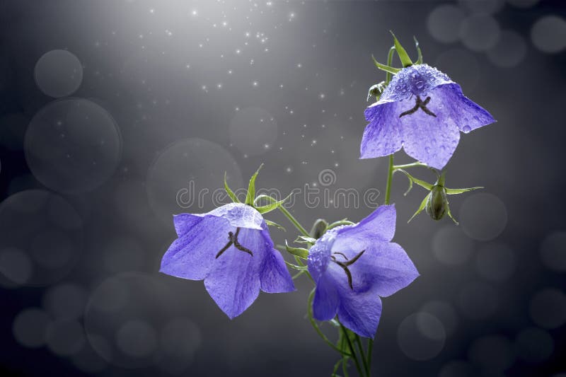 Image with a bell stock photo. Image of shine, present - 165753076