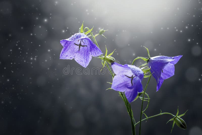 Image with a bell stock image. Image of present, celebration - 165753115