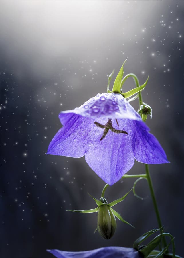 Image with a bell stock image. Image of fresh, celebration - 165753139