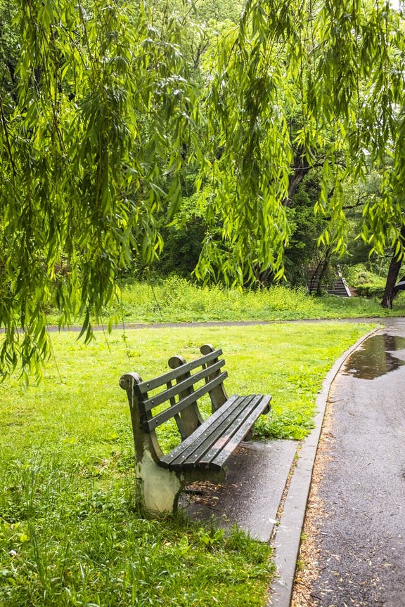 A bench and a Willow tree stock image. Image of peacefful - 184103611